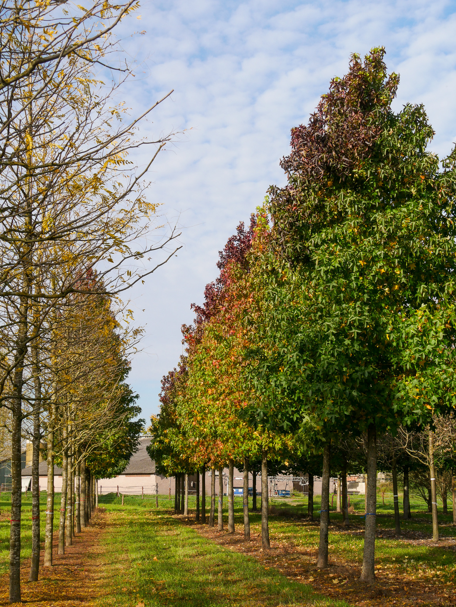 Liquidambar styraciflua | Amberboom - Van den Berk Boomkwekerijen